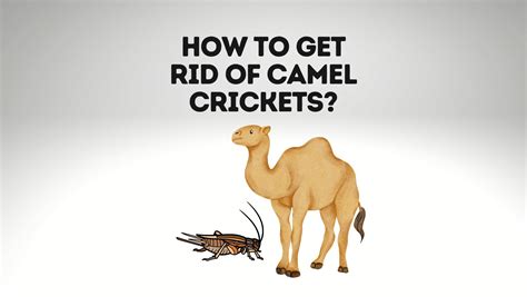 How To Get Rid Of Camel Crickets 7 Ways Llama Web