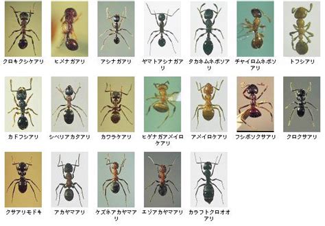 J ANT イメージ検索北海道地方のアリ種