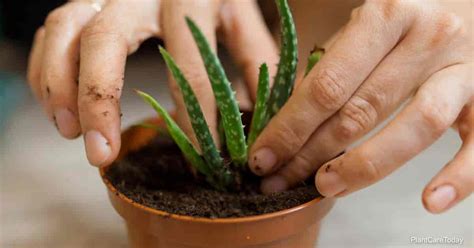 Repotting Aloe How To Repot Aloe Plants