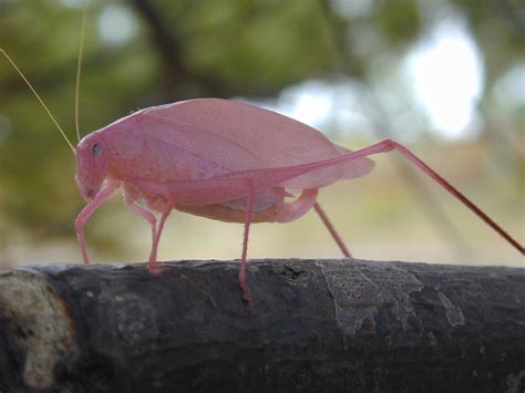 Pink Katydid Wallpapers Wallpaper Cave