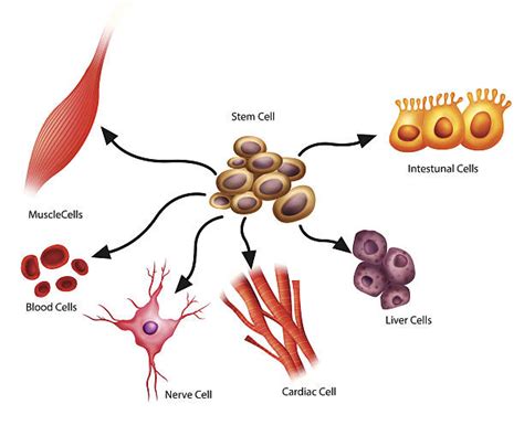 2700 Cell Differentiation Stock Illustrations Royalty Free Vector