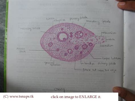 Histology Slides Database Histological Diagram Of Ovary Animal Cell