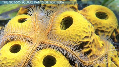 Sponge Skeleton Cross Section