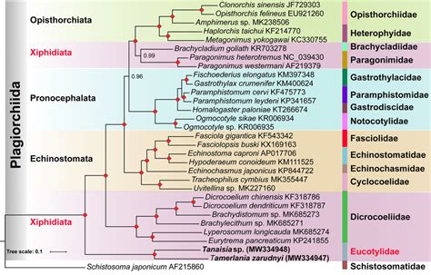 Phylogeny Of The Order Plagiorchiida Based On Bayesian Inference Bi