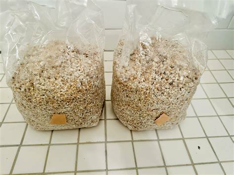 Storing Fully Inoculated Spawn Bag In The Frig Question Mushroom