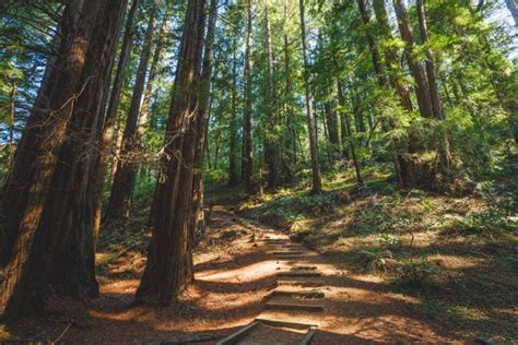 5 Of The Best Hikes In Muir Woods Top Tips On How To Get Here