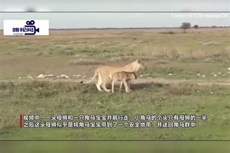 坦桑尼亚一头母狮疑似带领落单的角马宝宝回角马群角马宝宝