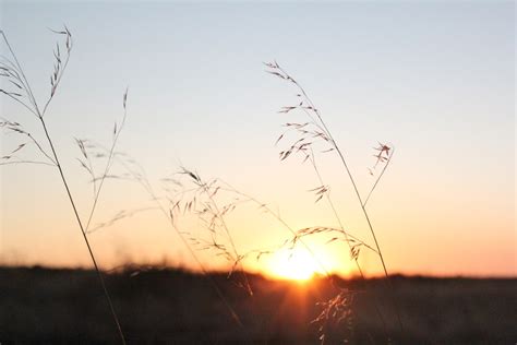 Examples Of Grassland Restoration Allan Savory Tufts University