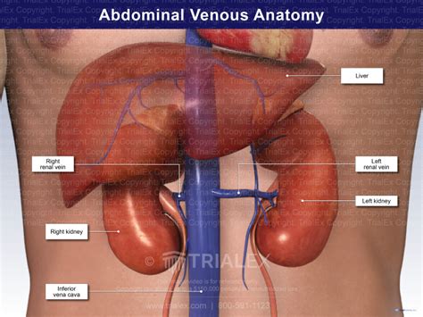Abdominal Venous Anatomy Trialquest Inc