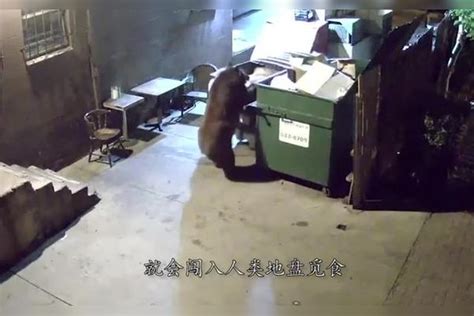 鳄鱼闯进家里，张牙舞爪四处捣乱，场面失去控制！场面鳄鱼控制