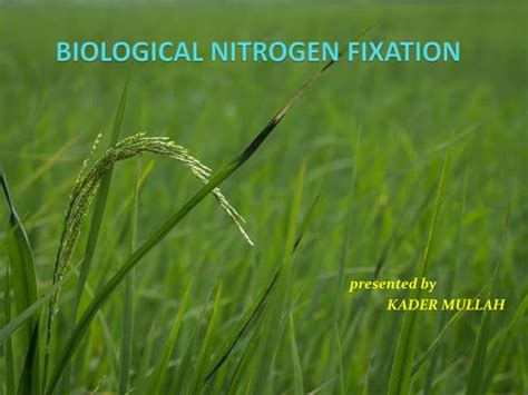 Biological Nitrogen Fixation Pptx