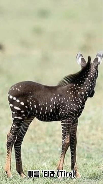 케냐에서 발견된 희귀한 물방울 무늬 얼룩말 Youtube