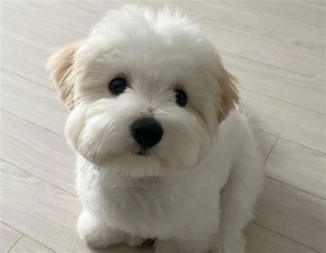棉花面纱犬，容易被认错的小毛球！ 宠物网