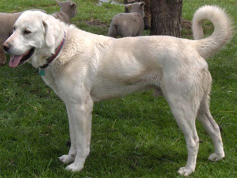 Akbash Dog Roys Farm