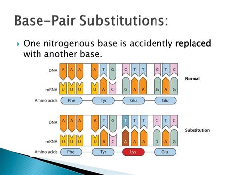 Ppt Structure Of Dna And Point Mutations Powerpoint Presentation Id
