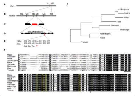 Map Based Cloning Of Zmfdc2 Gene And The Alignment Of Fdc2 Proteins Download Scientific