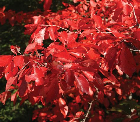 Black Gum Tree Leaves