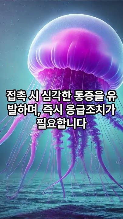 올 여름 바닷가에서 조심해야할 해파리 해파리 위험 해변 Youtube