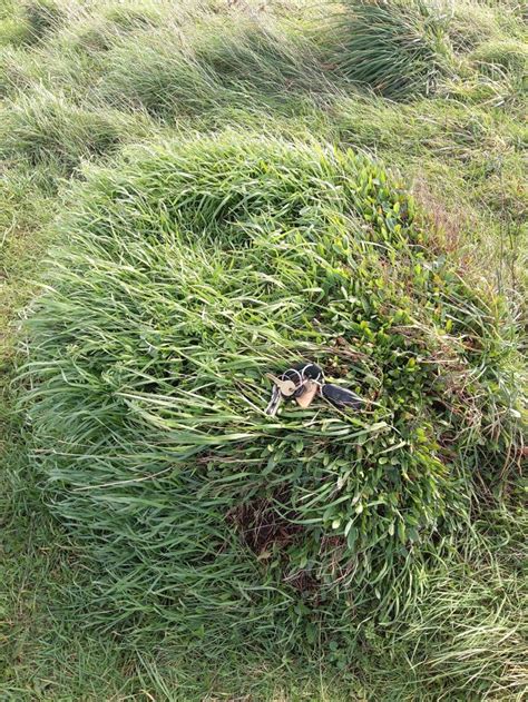 Mitigation Biodiversitynetgain Surveying Jonathan Cranfield