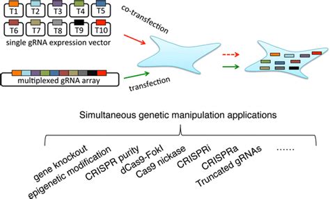 Schematic Comparison Of Simultaneous Delivery Of Many Crispr Grna Into Download Scientific