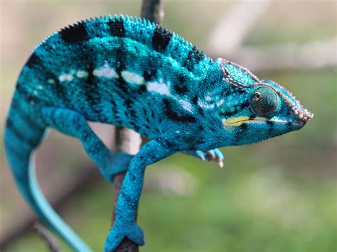 Nosy Be Panther Chameleons Chromatic Chameleons