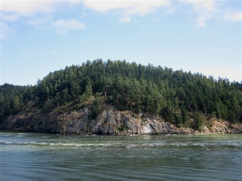 forest rendering project