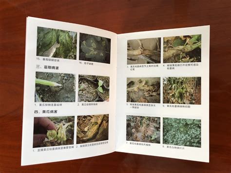 蔬菜病虫害诊断与绿色防控技术口诀科学施肥指导绿色无公害蔬菜种植技术书大棚蔬菜gaoxiao栽培图书棚室蔬菜病虫害诊断与防治虎窝淘