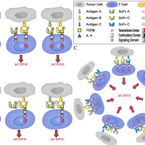 And And Not Logic Gated Car T Cells For Alleviating On Target