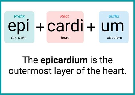 medical terminology prefixes and suffixes to understand anatomy an hot sex picture
