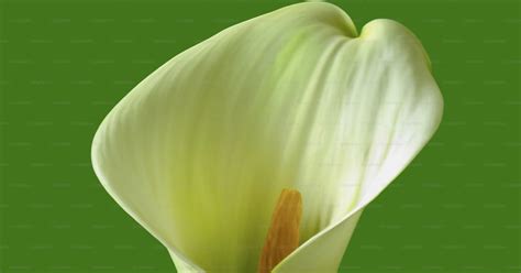 녹색 바탕에 흰 꽃 한 송이 사진 Unsplash의 꽃잎 이미지