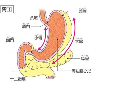 胃底部とは 穹窿部 胃底部 違い Rzdnz