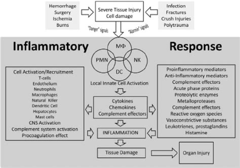 E Local And Systemic Activation Of The Immune System As Demonstrated By