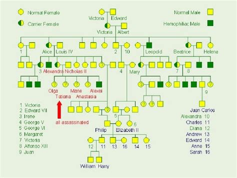 Complex Inheritance And Human Heredity Chapter 11 Lets