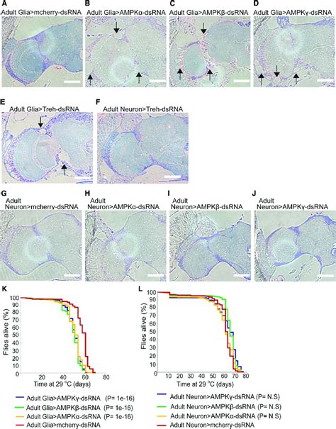 Glia Specific Ampk Deletion Causes Neuronal Death And Reduces Lifespan Download Scientific