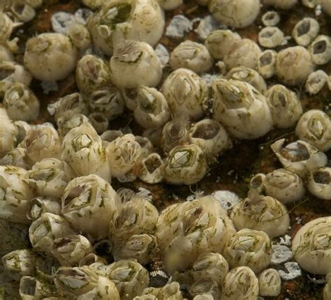 Bay Barnacle Alchetron The Free Social Encyclopedia