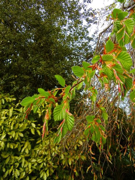 A Spring Walk In Hyde Park London Online Flower Garden