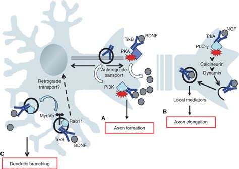 Internalization Of Trk Receptors Is Required For Axon Formation