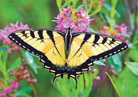 Download Eastern Tiger Swallowtail Butterflyon Flowers  Wallpaper