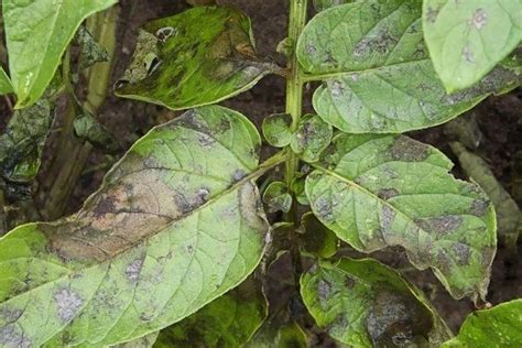 Болести на листата на пипер описания със снимки и методи на лечение