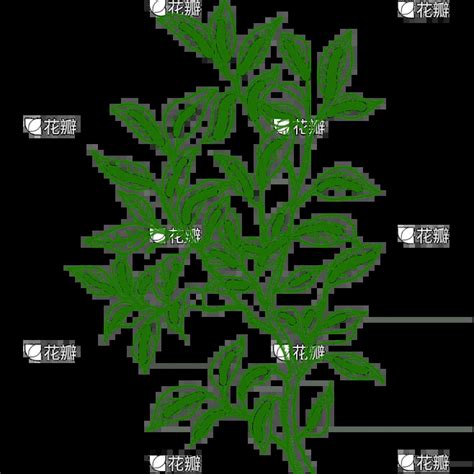 植物系列线条插画古茶树元素素材 花瓣网
