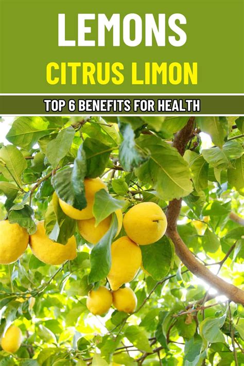 Amazing Health Benefits Of Lemons Why You Should Add This Citrus Powerhouse To Your Life
