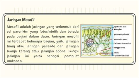Mesofil Pdf Sains And Matematika