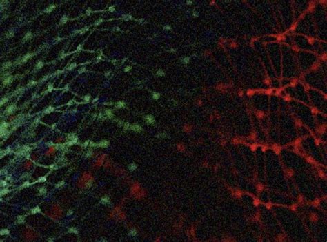 you don t understand neural networks until you understand the universal