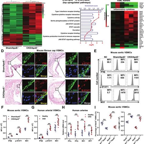 Vsmc Premature Senescence And Phenotypic Switching Contribute To Plaque
