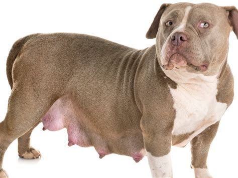 Pregnant Dog Tips 101 Of Dog Pregnancy Spot®