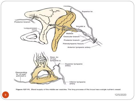 Ossicular Disorder Ppt