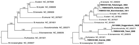 The Left Figure Shows A Fully Resolved Bayesian Phylogeny Of Download Scientific Diagram