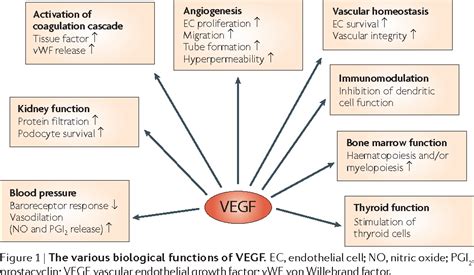 Angiogenesis Inhibition Semantic Scholar