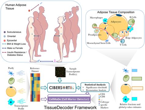 Tissuedecoder The Analysis Of Phenotypic Traits And The Deconvolution Download Scientific