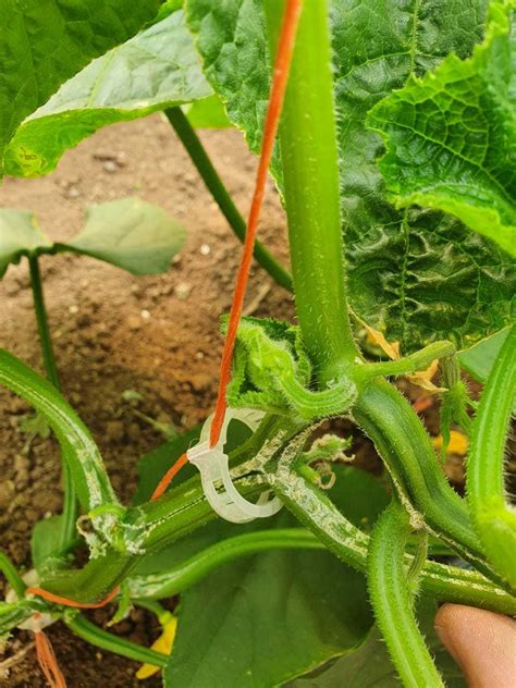 Cucumber Stem White And Splitting In The Ask A Question Forum